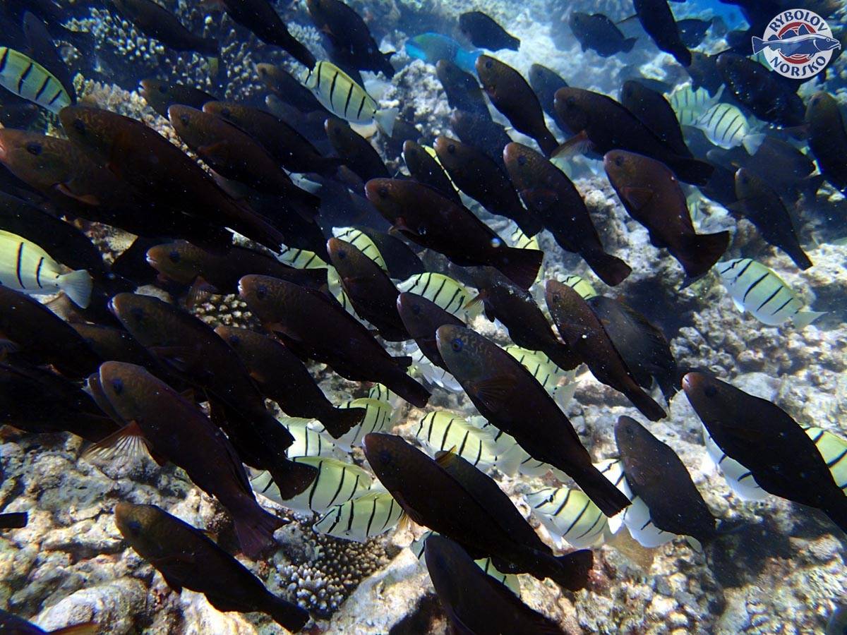 Fishing in the Maldives | FishTime